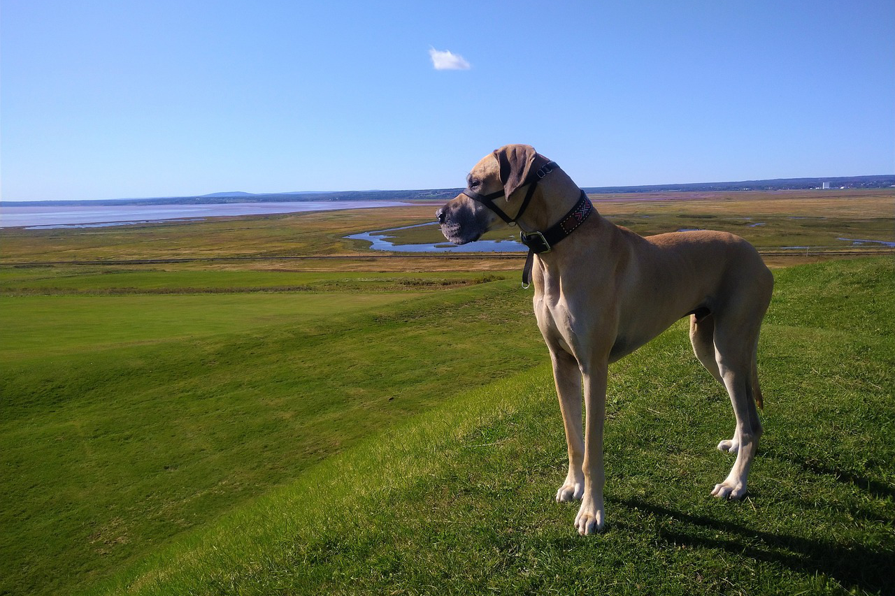 How to Choose - Pet Loader