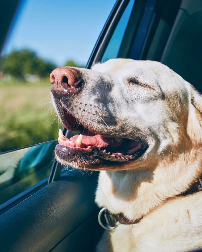 Pet Loader - Superior Dog Steps for Vehicles and More - Made in the USA